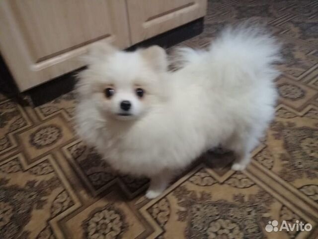 Мальчики - белокрем