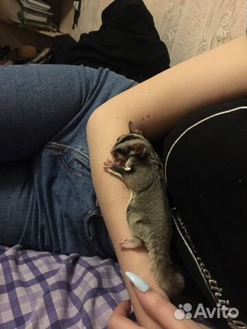 Сахарный поссум