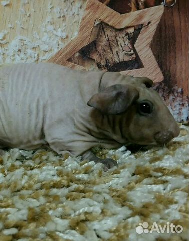 Морская свинка болдуин