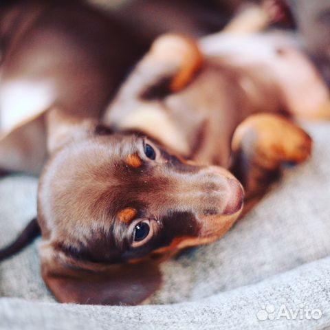 Щенки такса кроличья шоколад