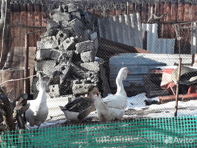 Гуси холмогорские