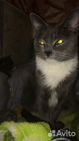 Кошка-полубританка