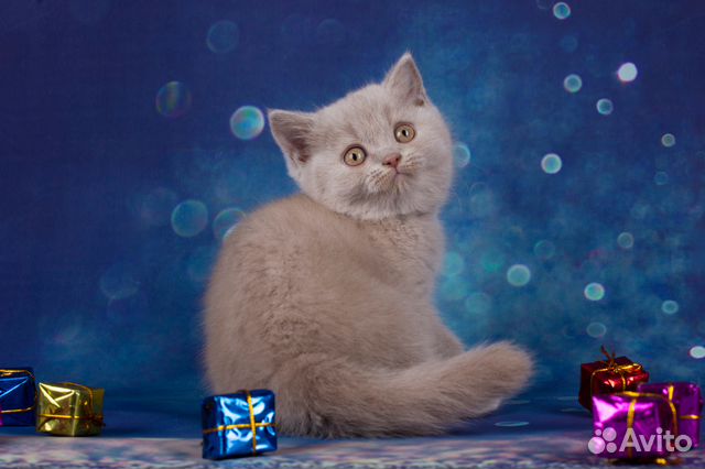Британские котята котенок из питомника
