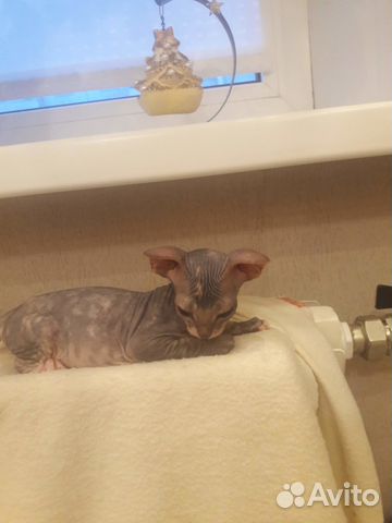 Серенькая велюровая кошечка