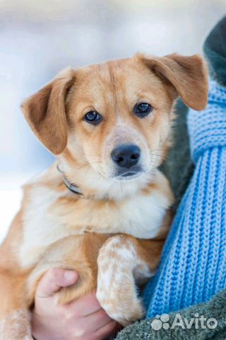 Щенкиметисы в хорошие руки