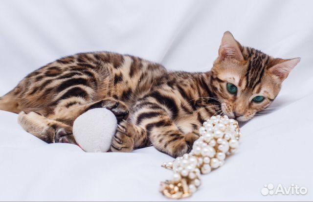Бенгальская кошечка
