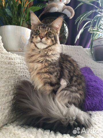 Настоящий тигр