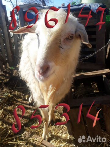 Обмен козла на козочку