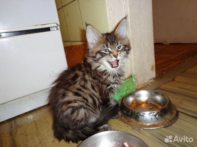 Мейн-кун с каплей крови бенгальской кошки