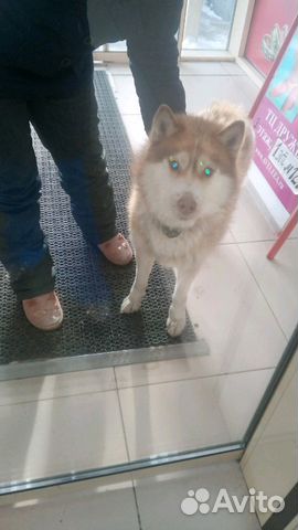 Найден хаски