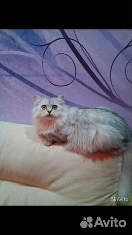 Вязка Шотландская прямоухая Шиншила
