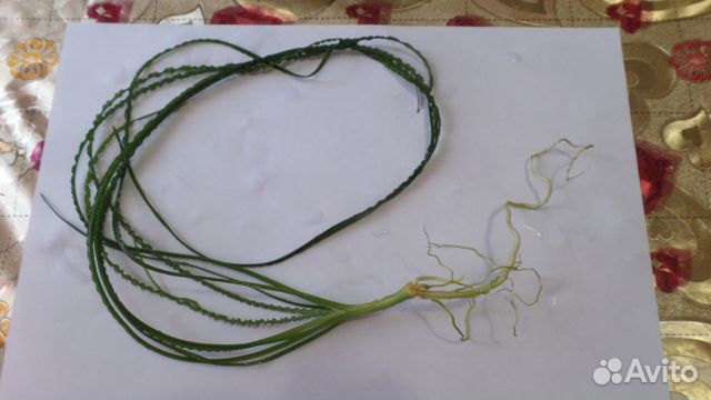 Кринум волнистый