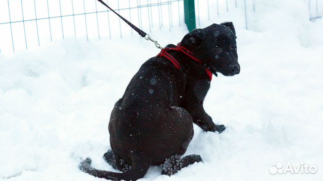 Изящная, очень красивая щенок-стесняшка, 6 месяцев