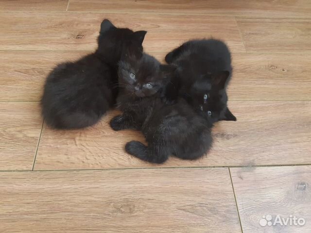 Шотландские котята