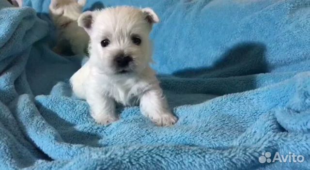 Продаются чудесные щенки вест хайленд вайт терьера