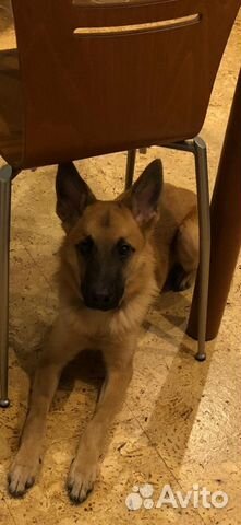 Метис малинуа в дар