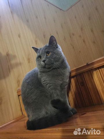 Британец опытный не вислоухий,домашний вязка