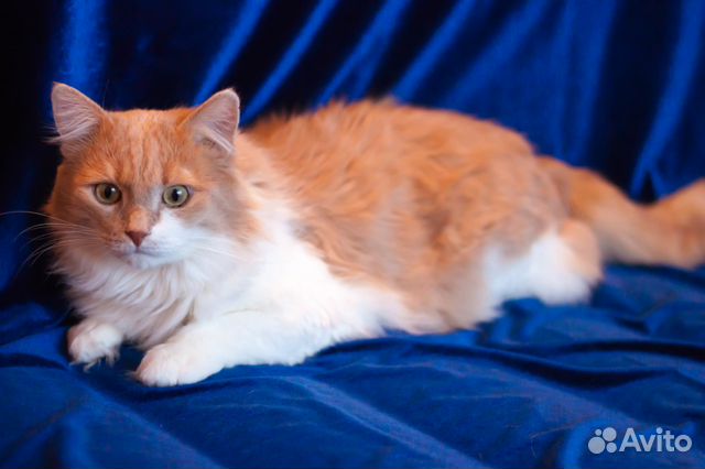 Роскошный рыжий кот