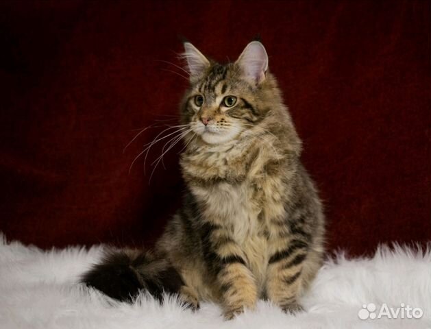 Очаровательный котик лесного окраса