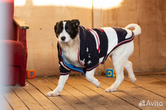 Отдаю в добрые руки щенка Вая