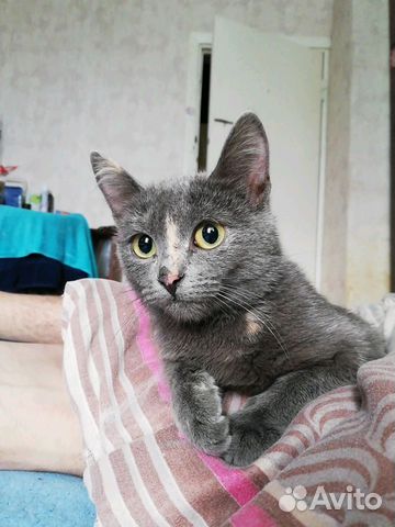 Отдам кошечку в добрые руки