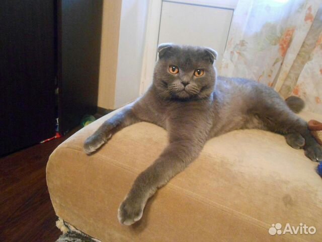 Вязка с опытным котом