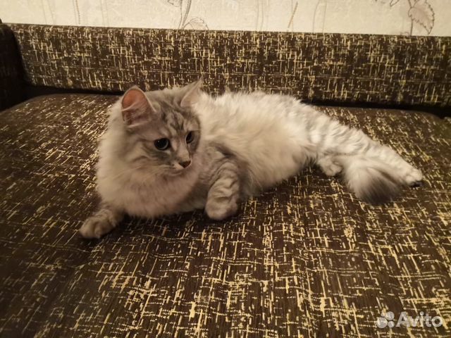 Добрая и ласковая кошечка, красивая и пушистая, сп