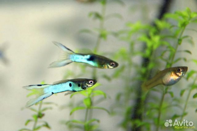 Гуппи Эндлера в асортименте