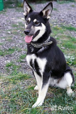 Метис Хаски Альма