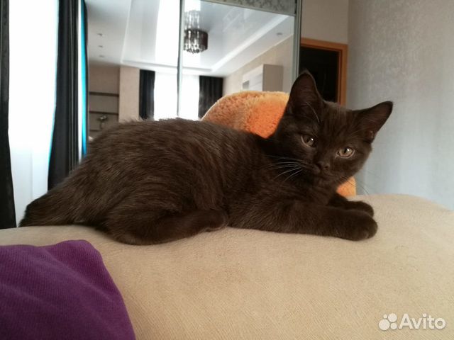 Ласковый шоколадный мальчик