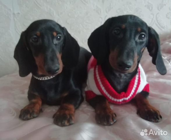 Щенки таксы мини