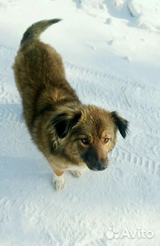 Щенки скрещенная