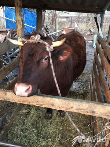 Тёлка тельная