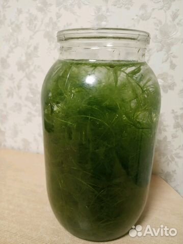 Аквариумное растение