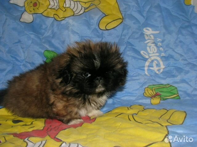 Мальчик рыжуля