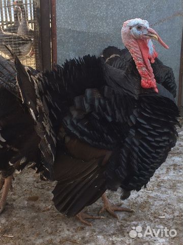 Индюк +индюшка