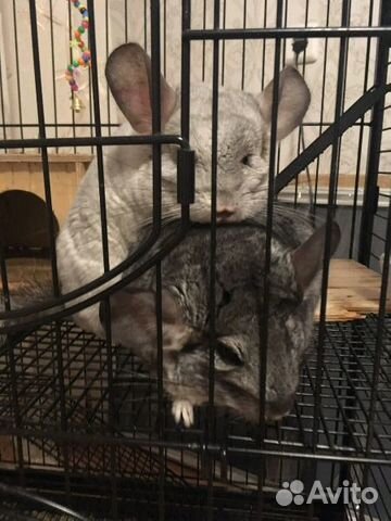 Продам двух шиншилл