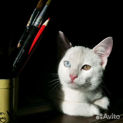Кот с разноцветными глазами