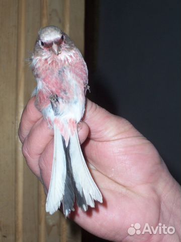 Красивые птицы