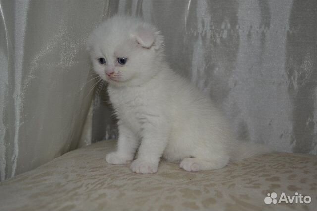 Шотландские вислоухие котята, бронь