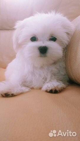 Мальтезе щенки