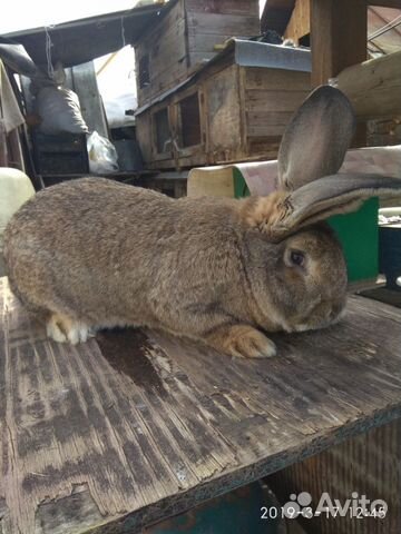 Крол фландр