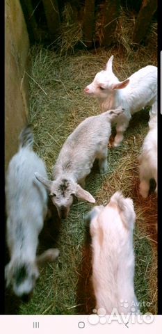 Козлята месяц