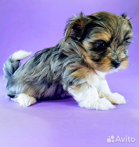 Мини Йорк девочка Блю мерле