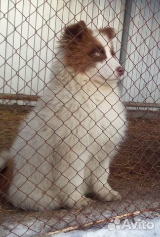 Щенки якутской лайки