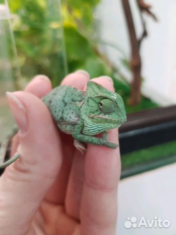 Йеменские хамелеоны самцы и самки