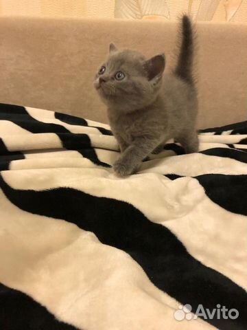 Британские котята