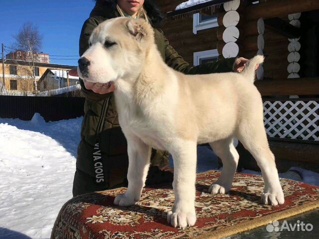 Лучший щенок помета сао