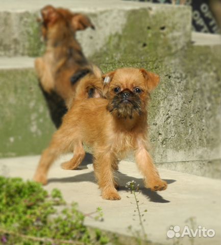 Щенок брюссельского гриффона