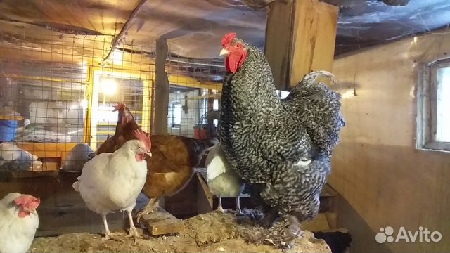 Инкубационое яйцо, цыплята, куры